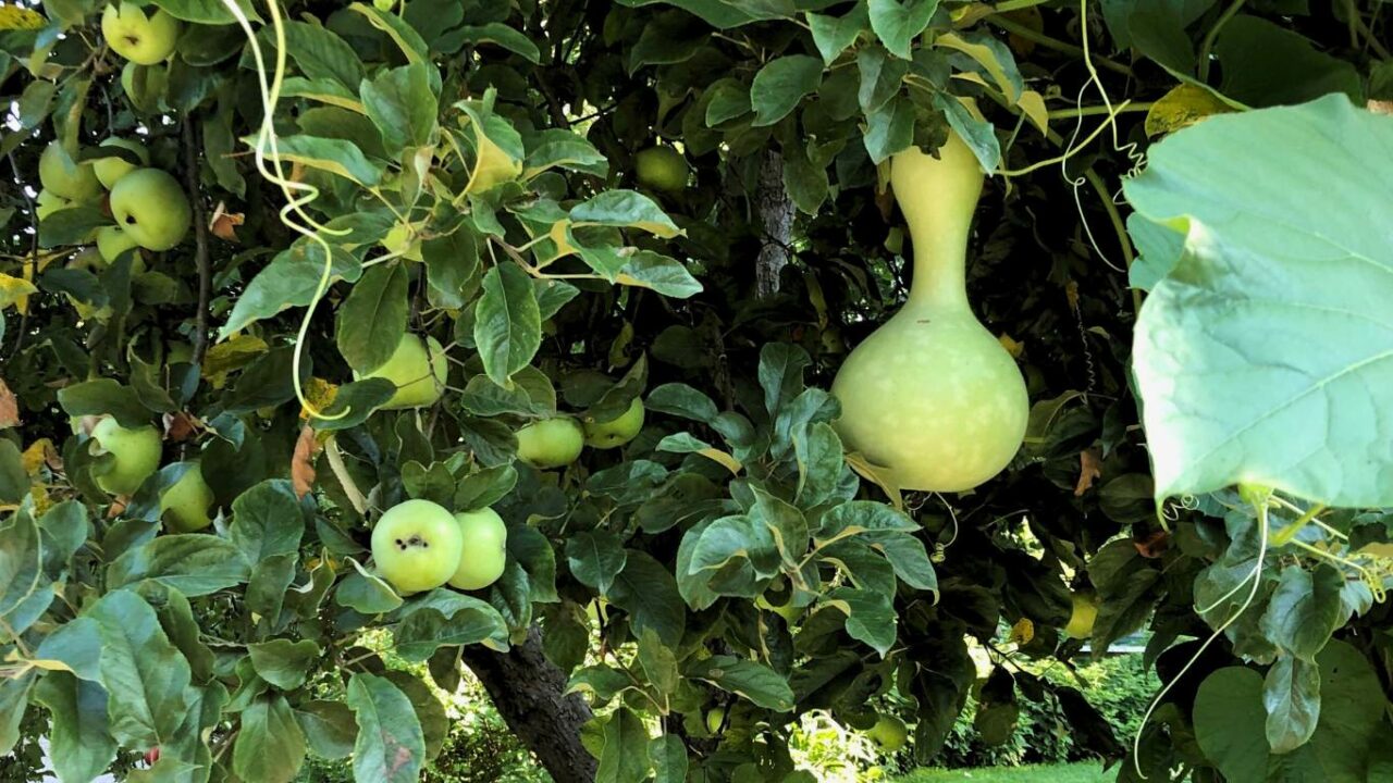 The Making of an Applebash Tree|577 Foundation