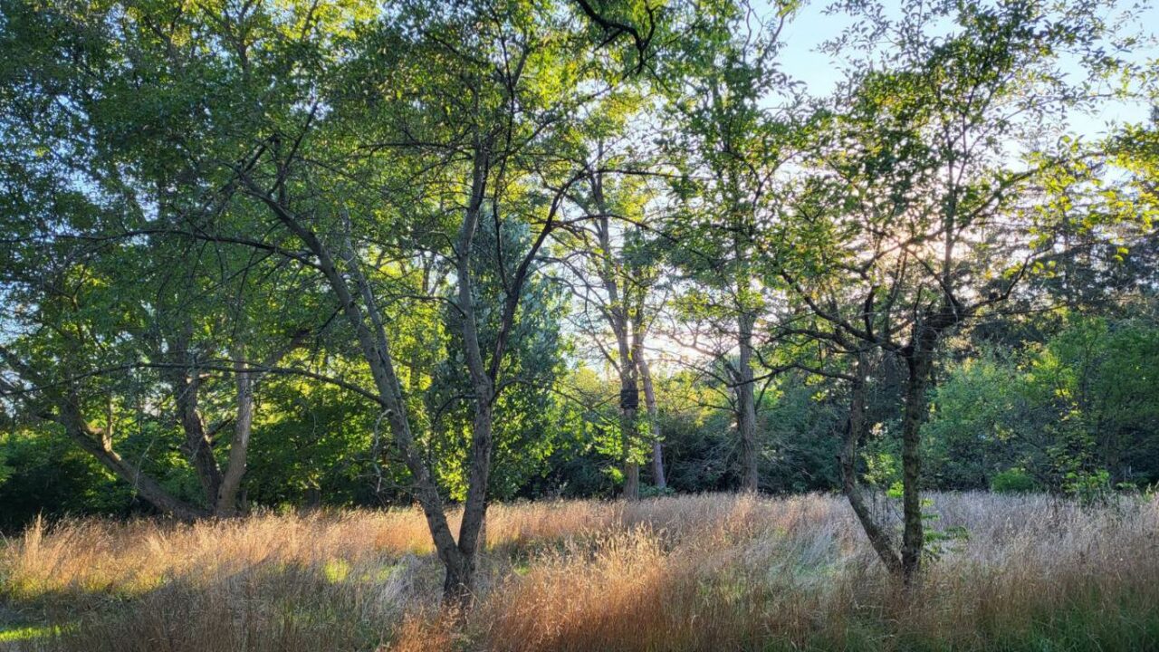 New Trees, New Plants, New Life|577 Foundation