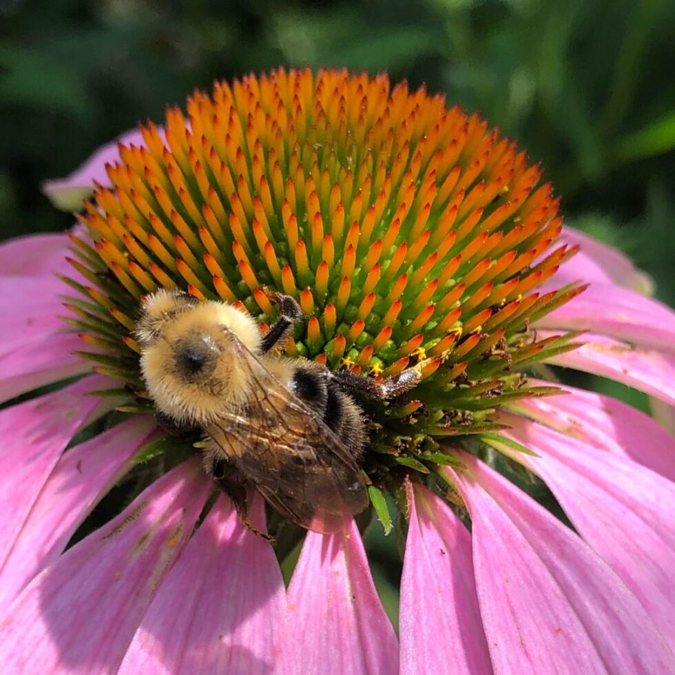 Celebrating National Pollinator Week 2025|577 Foundation
