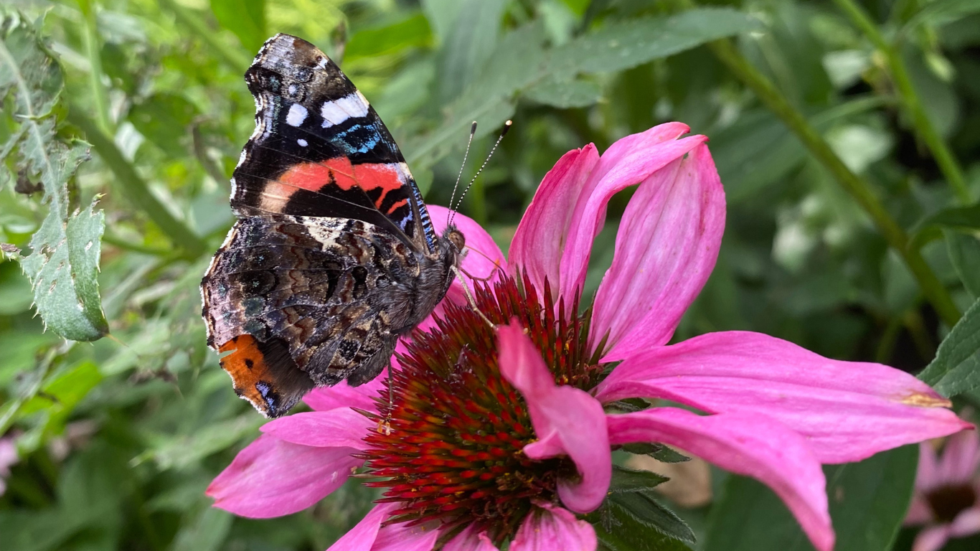 Celebrating National Pollinator Week 2025|577 Foundation